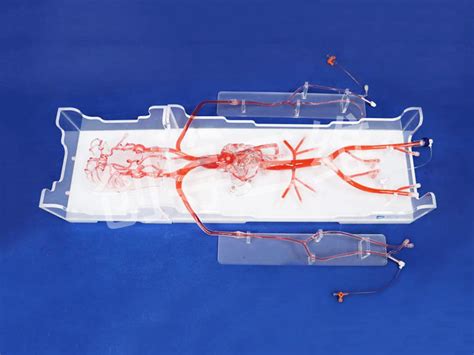 神经介入手术训练模型 宁波创导三维医疗科技有限公司 血管介入模型 内窥镜