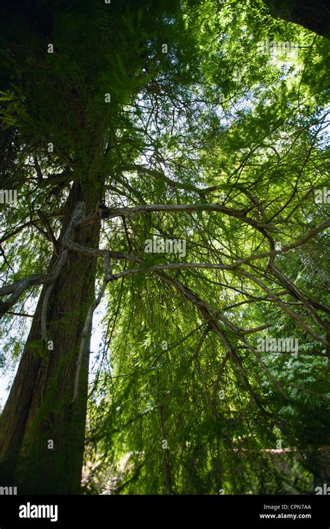 Tree Low Angle View Stock Photo Alamy Tree Low Angle View Stock Photo Alamy