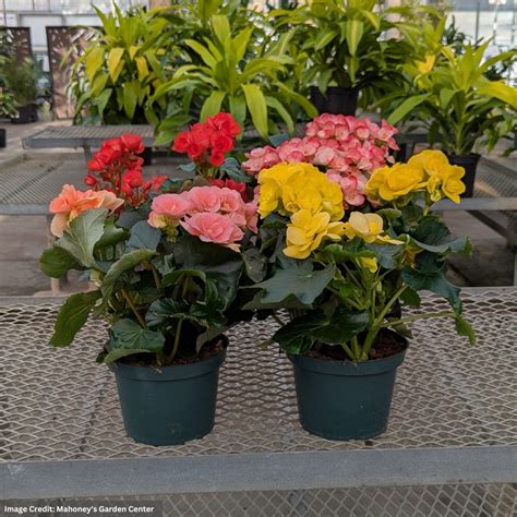 Begonia Rieger 6 Mahoneys Garden Center