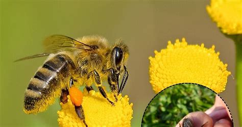 How To Treat Bee Stings Naturally मधुमक्खी के काटने पर दर्द और सूजन कम