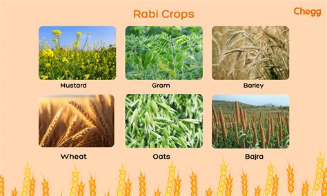 Essential And Thriving Crop Seasons In India Rabi Kharif Zaid