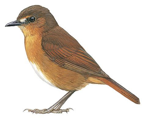 黄爪隼 Lesser Kestrel Falco naumanni 鸟网