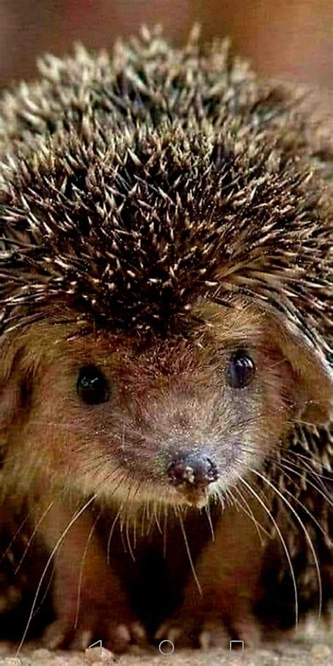 160 Egel Ideas To Save Today Cute Hedgehog Cute Animals Animals