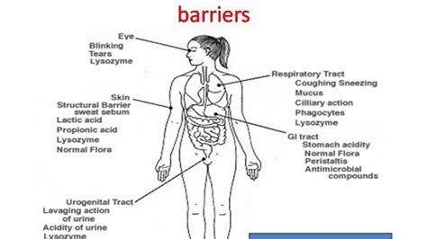 Innate Immunity Physical Barrier
