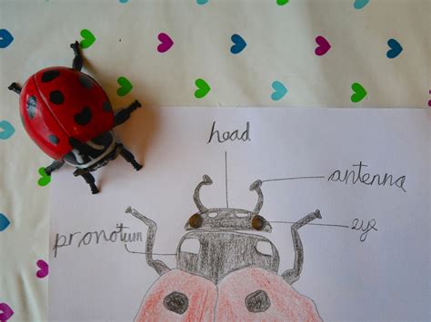 Ladybug Anatomy Diagram