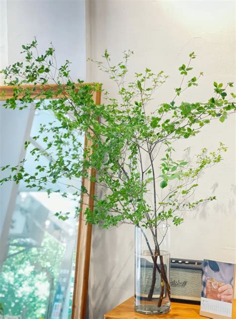 五款瞬间就能提升客厅高级感的植物 哔哩哔哩