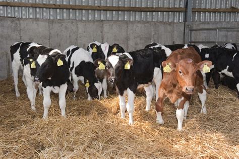 Veal Market Conundrum We Have A Lot Of Calves That Nobody Wants