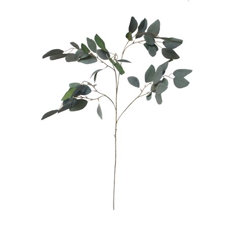 Silver Dollar Eucalyptus Spray Fox And Beau