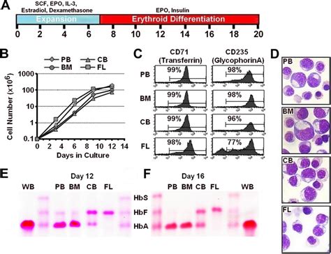Expansion And Differentiation Of Erythroid Cells From Different