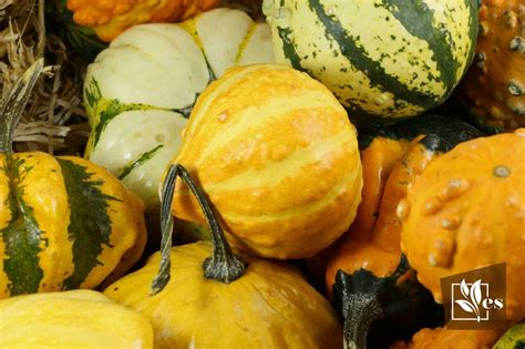 Bottle Gourd Grow And Care Guide — All You Will Ever Need To Know