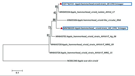 Phylogenetic Relationship Of Apple Hammerhead Viroid Based On