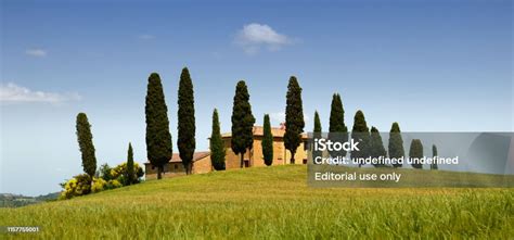 피엔자 근처 의 배경에 농가와 전형적인 사이프러스 나무와 밀의 필드 토스카나 이탈리아 0명에 대한 스톡 사진 및 기타 이미지 0명 건축 곡초류 Istock