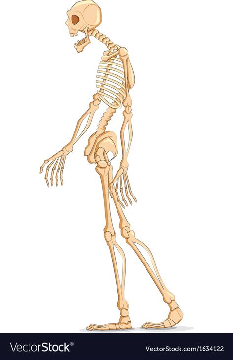 Skelton Royalty Free Vector Image Vectorstock