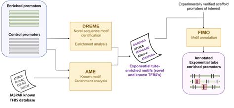 Design And Synthesis Of Synthetic Promoters For