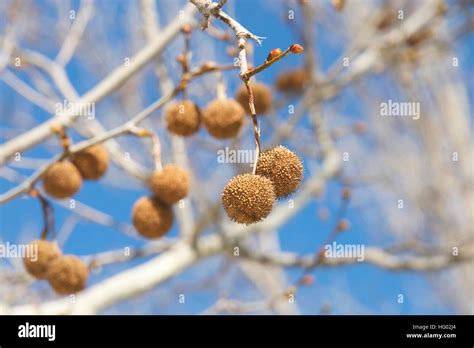 Pods Hanging From Tree Hi Res Stock Photography And Images Alamy