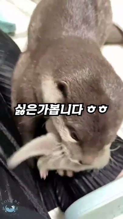 새끼 수달 원래 이렇게 작아요 Shorts 수달 새끼수달 Youtube