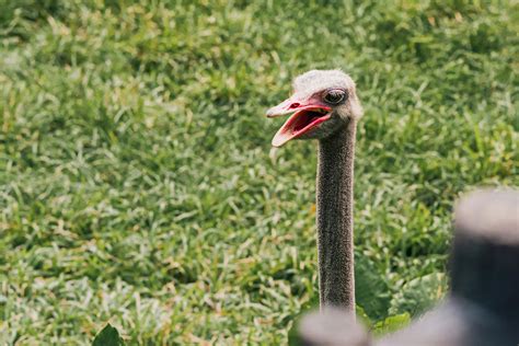 An Ostrich With Its Mouth Open Standing In The Grass Photo Free Zoo
