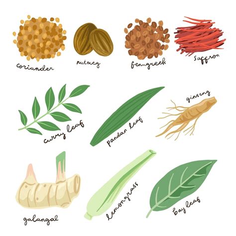 Premium Vector Hand Drawn Culinary Spices Illustration Set