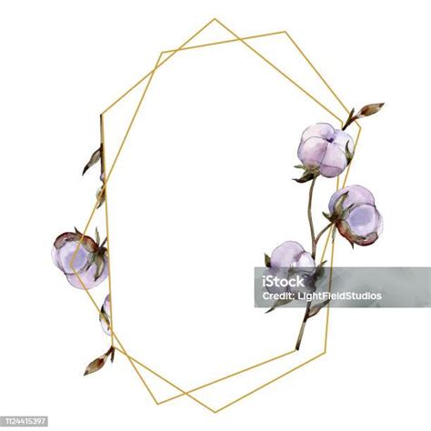 목화 꽃 식물 꽃입니다 야생 봄 잎 플라워 격리입니다 수채화 배경 그림 설정 합니다 수채화 그리기 패션 해당 격리입니다 그리기에