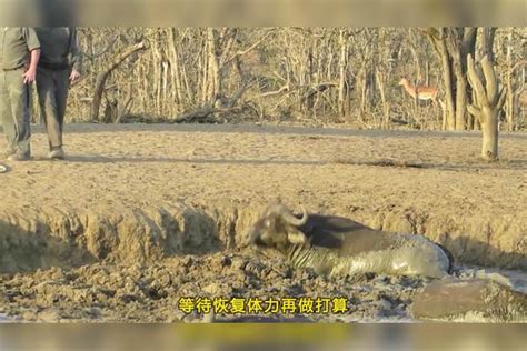 水牛陷进泥潭命在旦夕人类出手相助然而得救的水牛恩将仇报 水牛 人类 泥潭