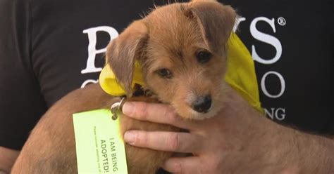 Paws Chicago Hosts 9th Annual Angels With Tails Adoption Event Cbs