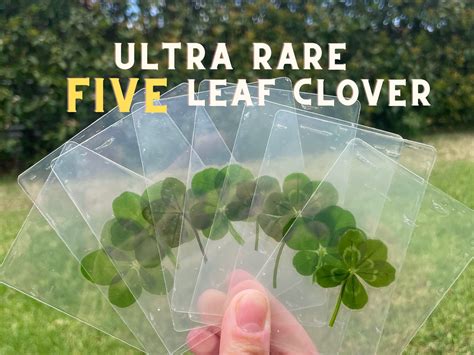 Genuine Five Leaf Clover Shamrock 5 Leaf Clover Wedding Favours