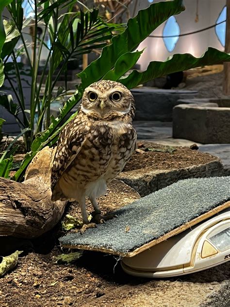 ニフレルのアナホリフクロウ 鳥バカ日記2