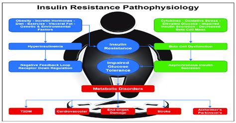 Insulin Resistance Pathophysiology Insulin Resistance Can Be Initiated