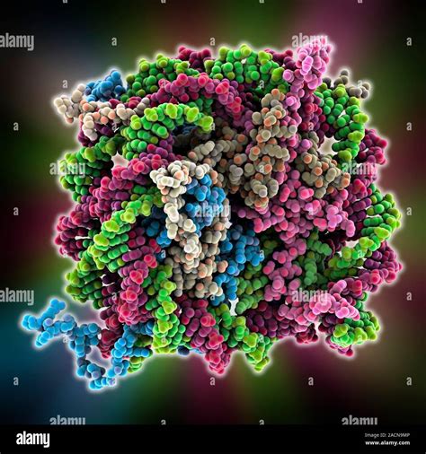 Dna Nucleosome Molecular Model A Nucleosome Is A Complex Of Dna