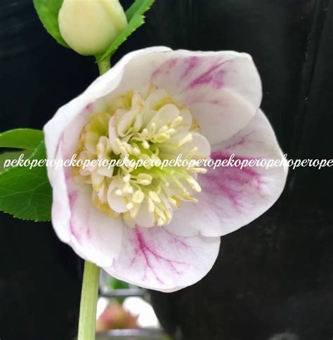 Yahoo オークション 24 クリスマスローズ Sd プリマヴェーラ × Sd