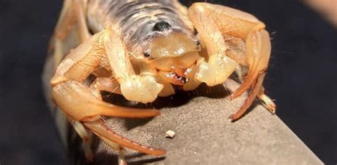 Scorpion Pest Control Mesa Az Pest Control