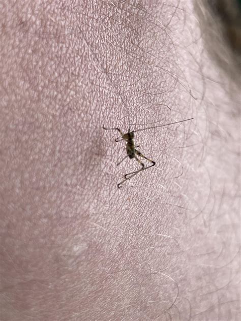 Jumping Bug [croatia] R Whatsthisbug