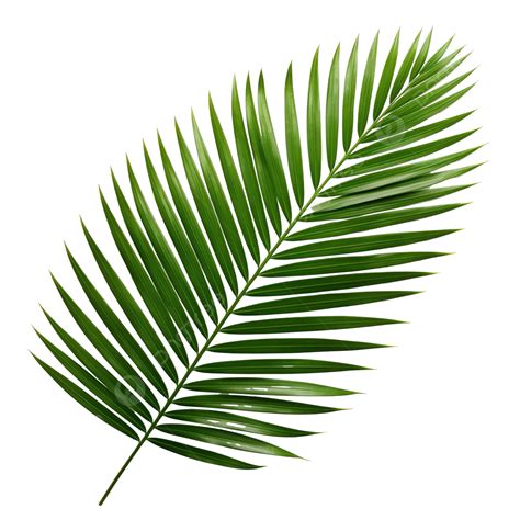 Palm Leaf Isolated Png File Bamboo Betel Branch PNG Transparent