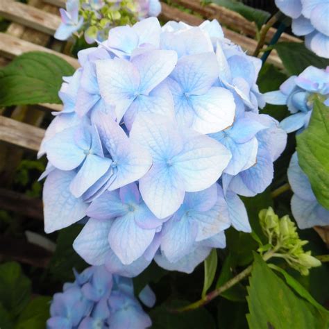 Hydrangea Macrophylla Renate Steiniger H Large Specimen Plant