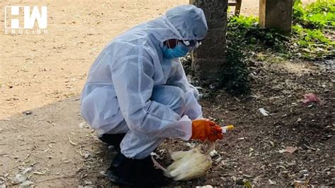 Bird Flu Outbreak In Poultry At Andhra Pradesh Hw News English