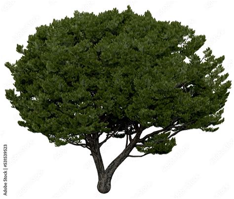 3d Rendering Of Pinus Picea Png Vegetation Tree For Compositing Or Architectural Use No