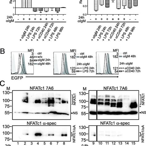 Tgfb Suppresses Nfatc1 Induction During Cd4 T Cell Differentiation