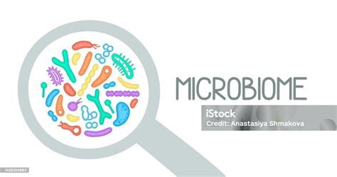 박테리아의 마이크로바이옴 그림 벡터 이미지 위장 비피도박테리아 락토바실리 유산균 플랫 스타일의 일러스트레이션 마이크로바이옴에