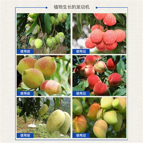 糖醇螯合钙镁流体肥苹果树荔枝龙眼砂糖橘草莓辣椒防裂钙肥叶面肥虎窝淘