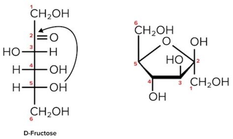 Carbohydrates For The Mcat Everything You Need To Know — Shemmassian
