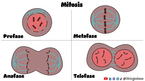 Importancia De Las Fases De La Mitosis Kulturaupice Images
