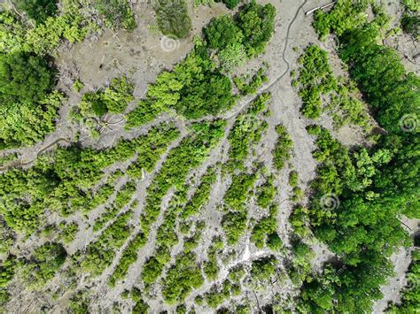 Aerial Top View Of Green Mangrove Forest Mangrove Ecosystem Natural