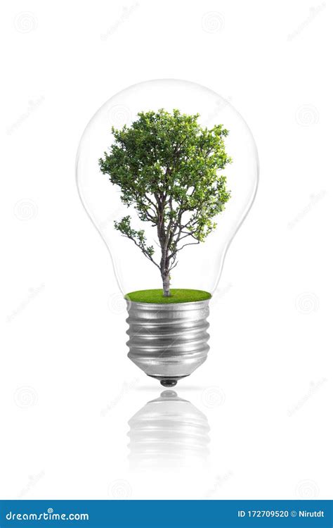 Bulb Light With Tree Isolated Stock Photo Image Of Environment Growth 172709520