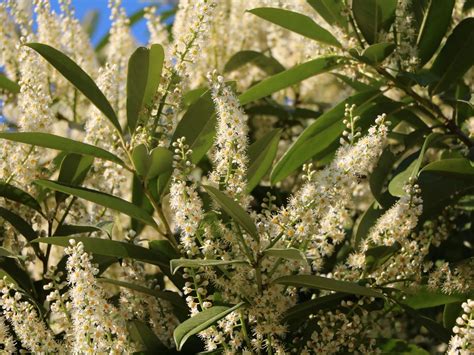 Prunus Laurocerasus Schipkaensis Skip Laurel Denchfield Nursery Inc