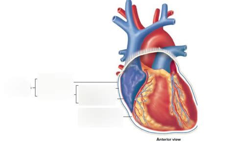 Heart In The Pericardium Diagram Quizlet