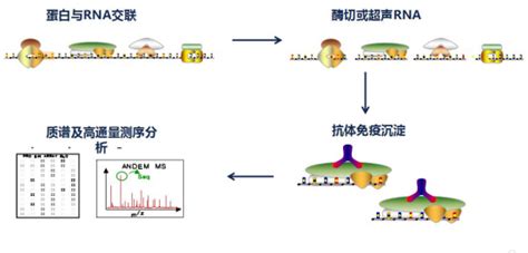 能定量能定性IP实验解析 一文让你彻底明白免疫沉淀抗体 蛋白 哔哩哔哩