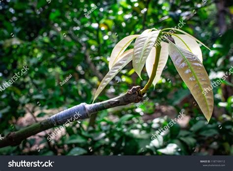 219 рез по запросу Grafted Mango — изображения стоковые фотографии