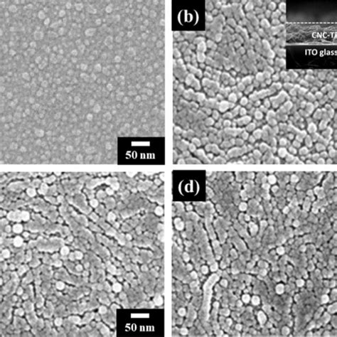 Sem Microstructure Of The Various Prepared Tio2 Films A Pure B Cnc Download Scientific