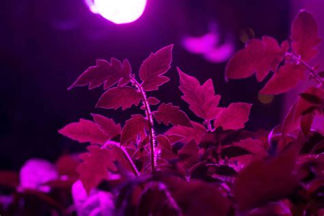 Do Plants Need Ultraviolet Light The Interesting Answer Optics Mag