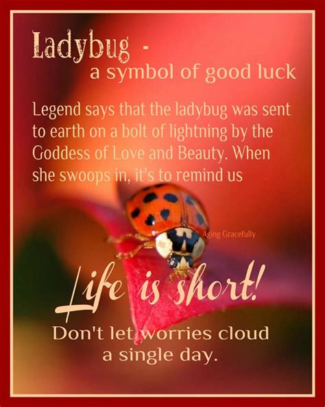 Inspiration By John On Twitter The Ladybug A Symbol Of Good Luck
